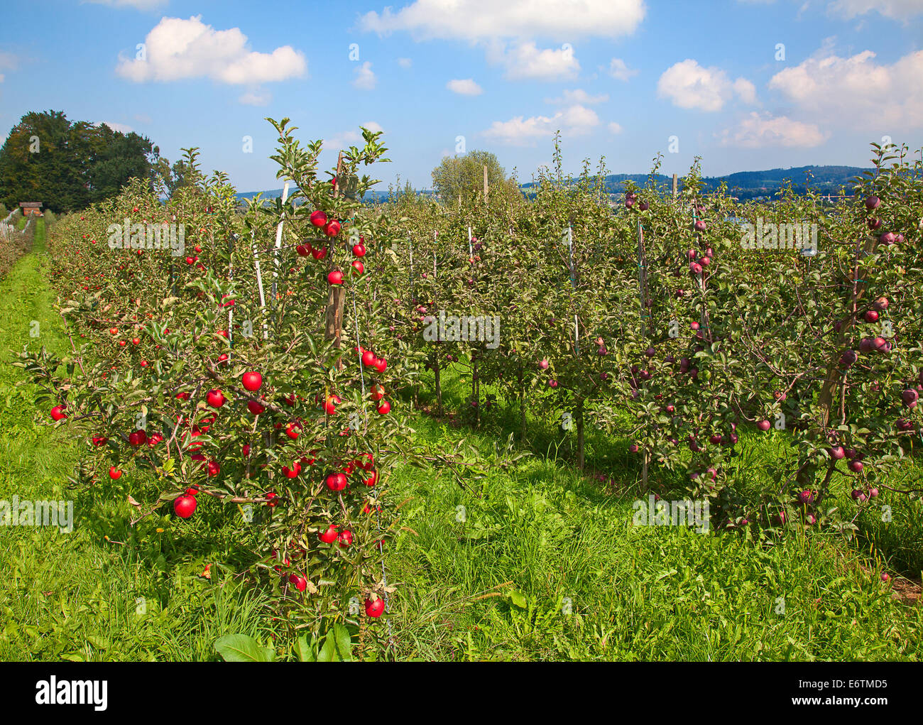 Apple garden full of riped red apples Stock Photo - Alamy