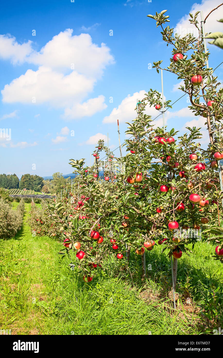 Apple garden full of riped red apples Stock Photo - Alamy