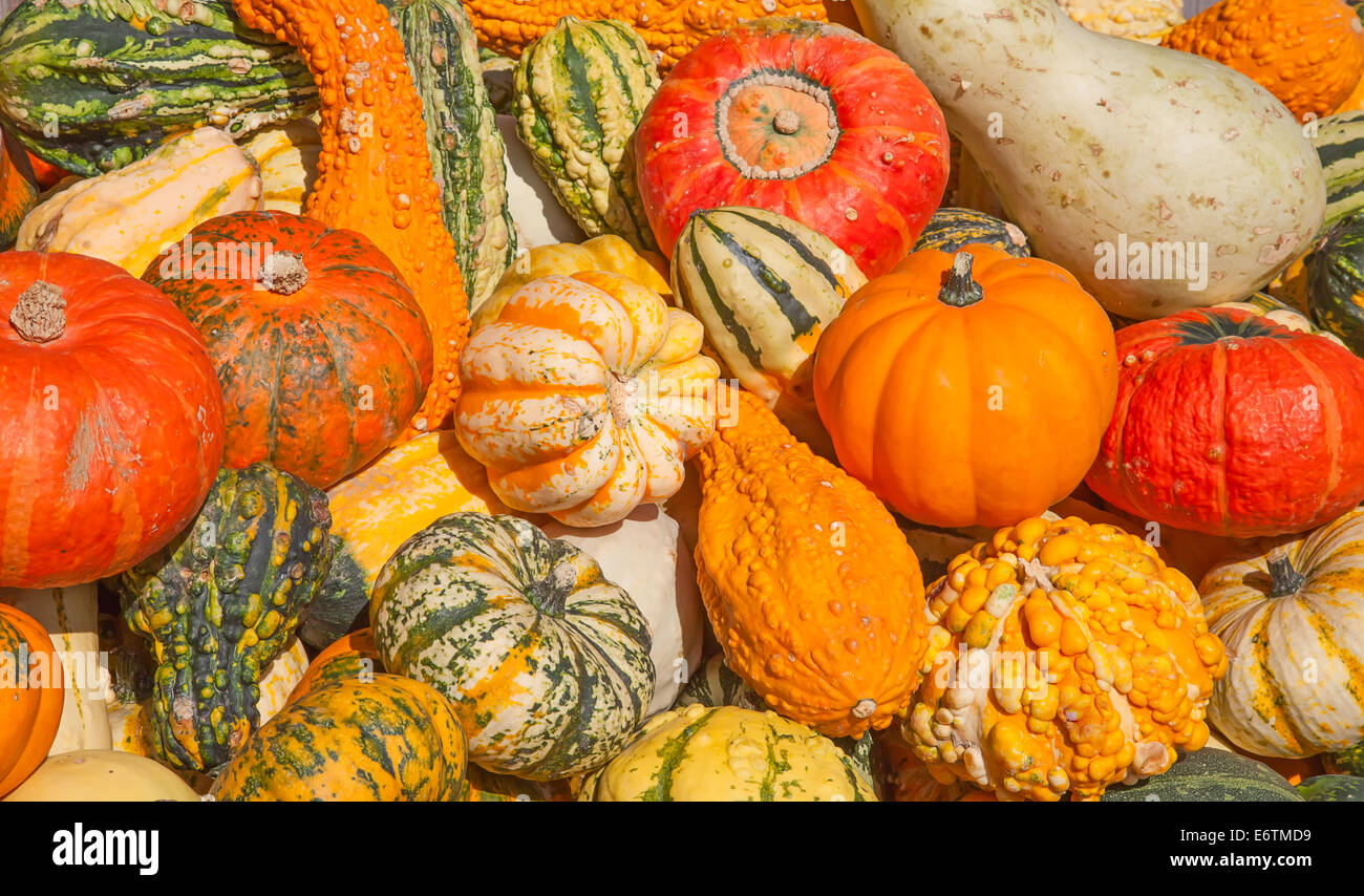 Mini pumpkins and trees hi-res stock photography and images - Alamy