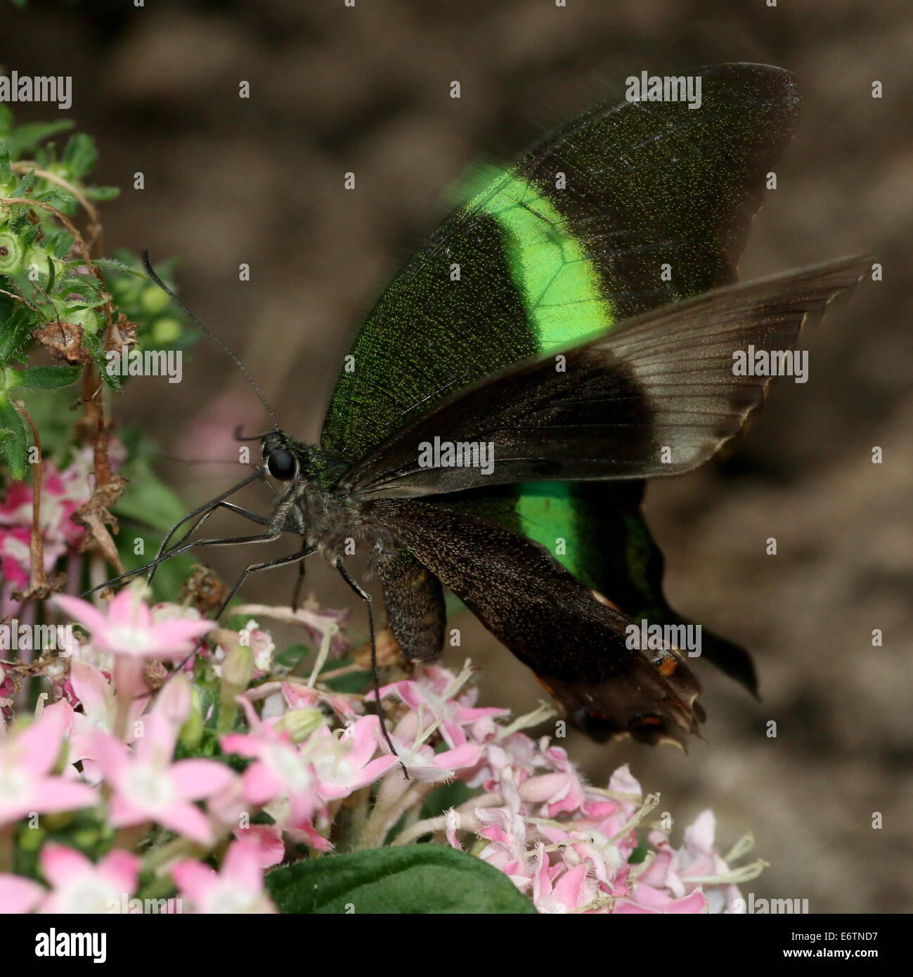 Tropical Emerald Swallowtail butterfly (Papilio Palinurus) a.k.a ...