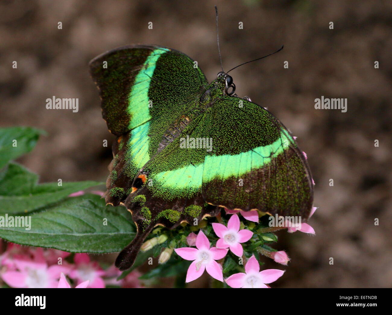 Tropical Emerald Swallowtail butterfly (Papilio Palinurus) a.k.a ...