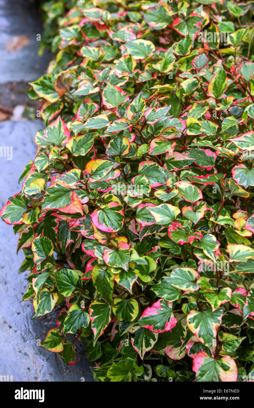 Houttuynia cordata chameleon hi-res stock photography and images - Alamy