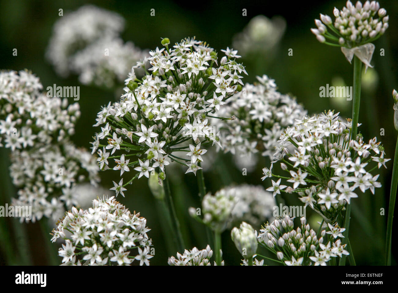 Allium Stellatum High Resolution Stock Photography and Images - Alamy