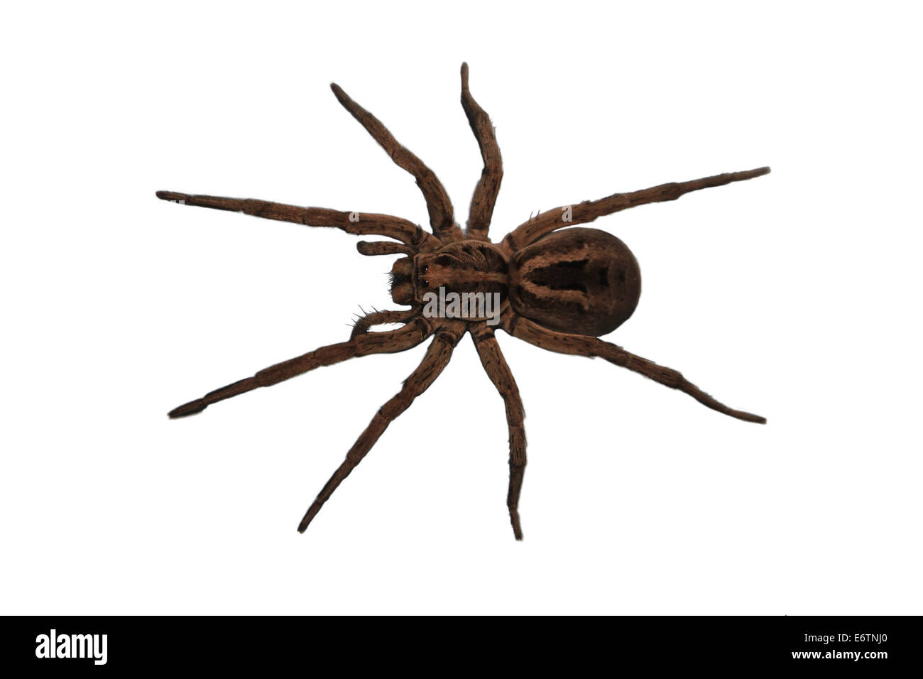 Wolf spider over head view Stock Photo - Alamy
