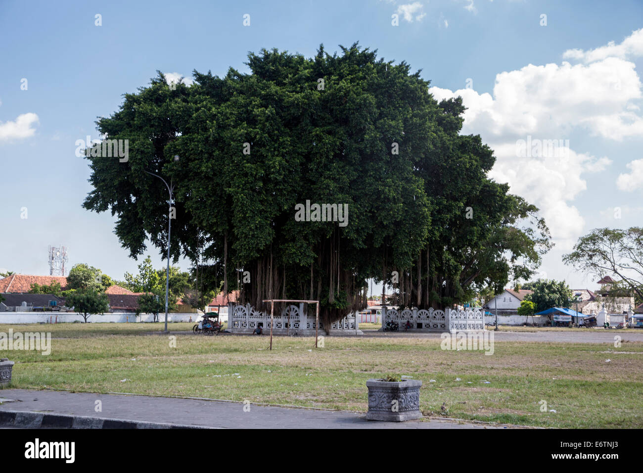 Types Of Trees In Indonesia