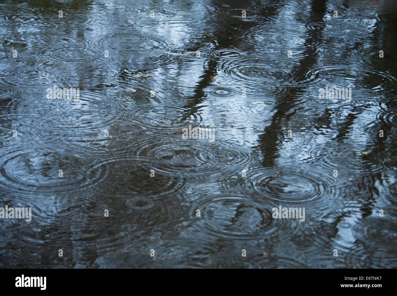 Rain drops rippling in a puddle with blue sky and trees reflection ...