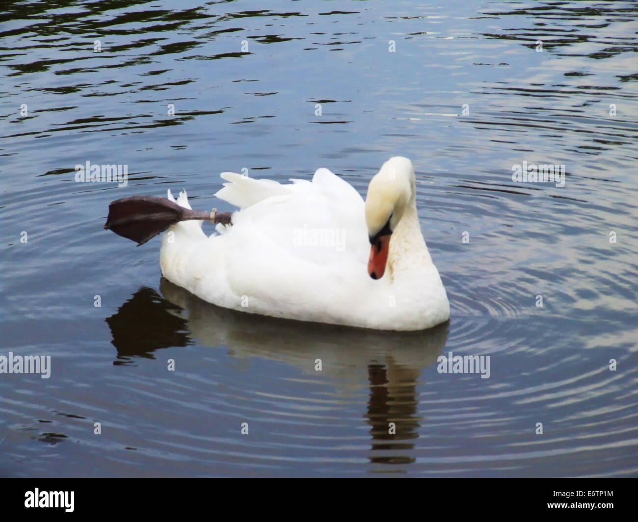 White swan eaching on the water surface Stock Photo - Alamy
