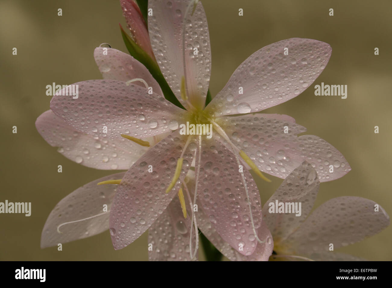 Kaffir Lily (Schizostylis), Crimson flag lily (Hesperantha coccinea ...