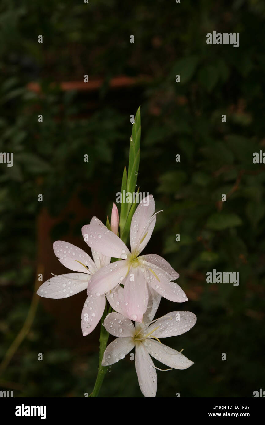 Hesperantha coccinea white hi-res stock photography and images - Alamy