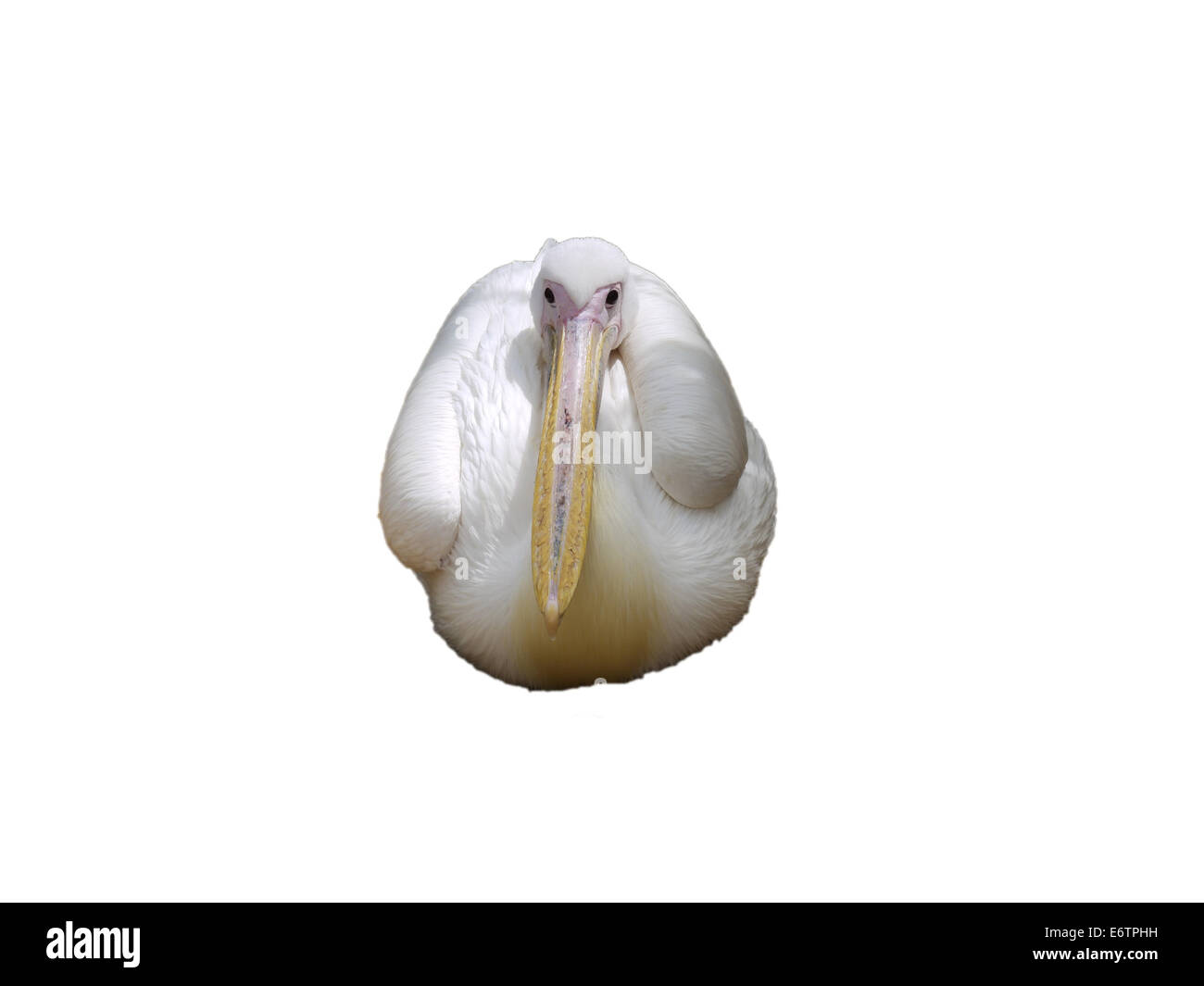 Cozy bird Cut Out Stock Images & Pictures - Alamy