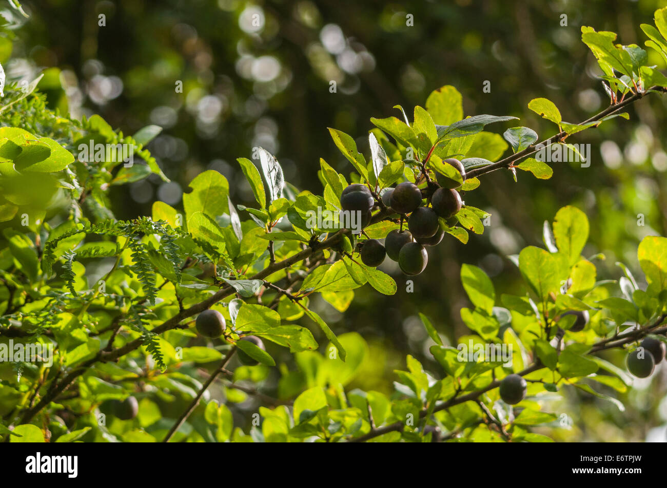 Wild Damsons, Prunus domestica insititia, almost ready for harvesting ...