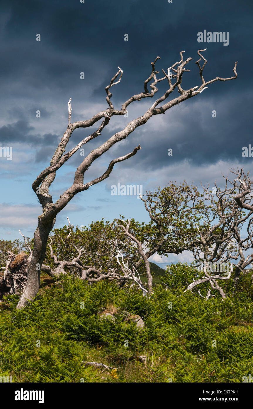 A portrait photograph of a dead tree, against a brooding,stormy sky on ...