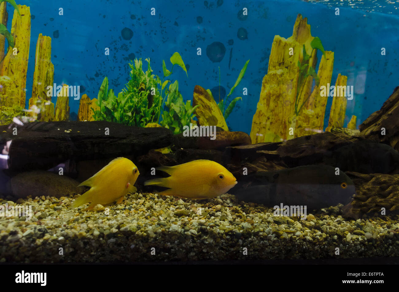 Two goldfish swimming in aquarium with green plants in background at ...