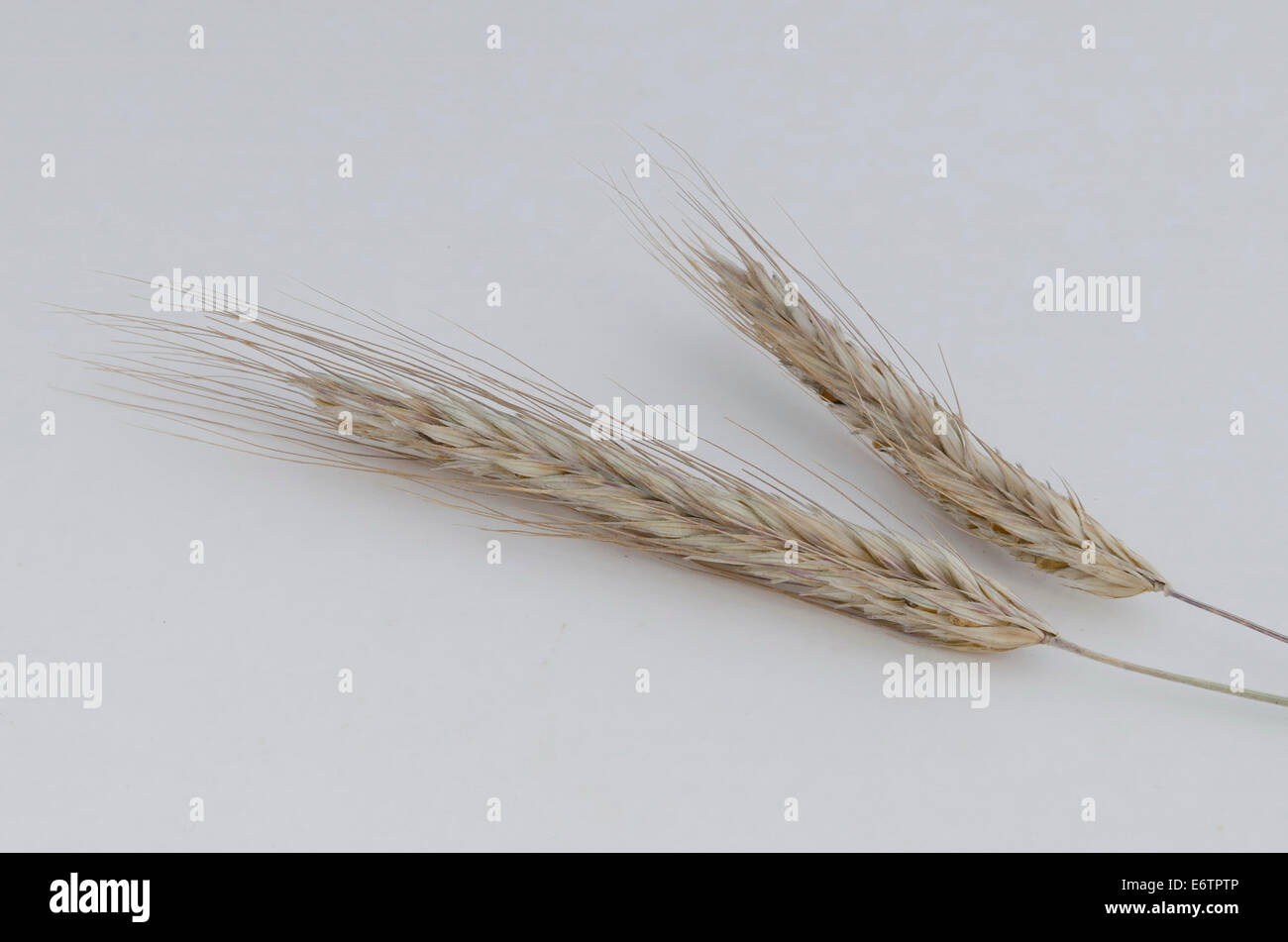 Ear wheat hi-res stock photography and images - Alamy