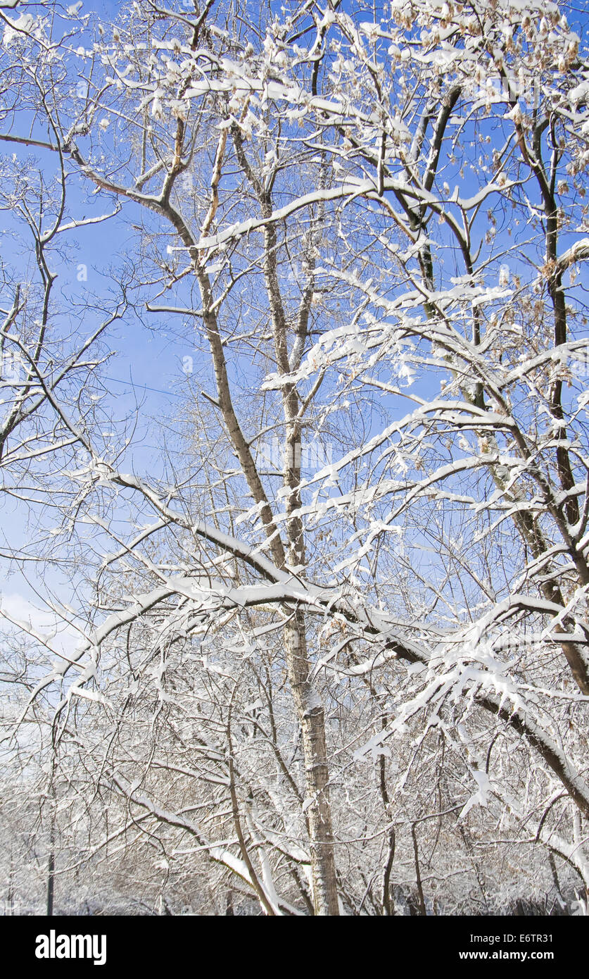 Winter landscape vertical orientation - trees with white branches in ...