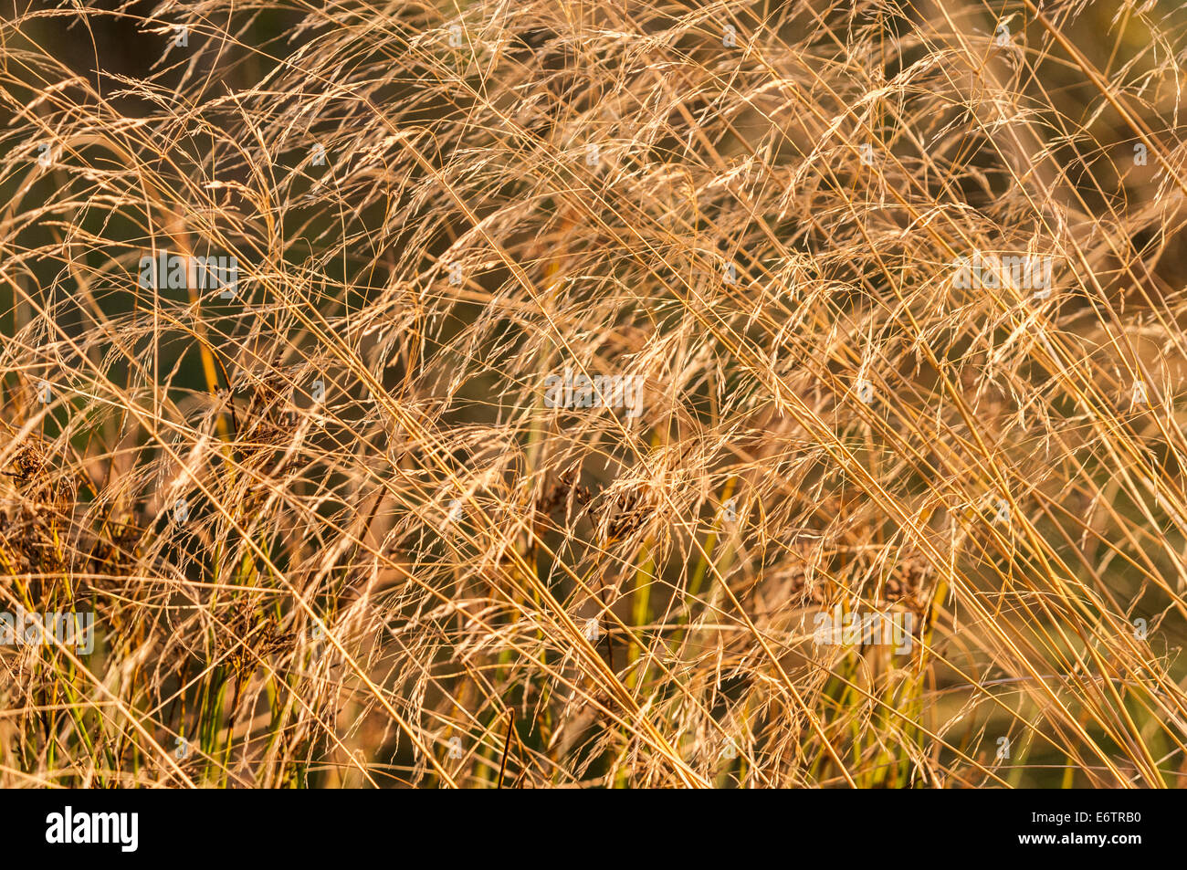 Deschampsia Cespitosa Tufted Hair Grass High Resolution Stock ...