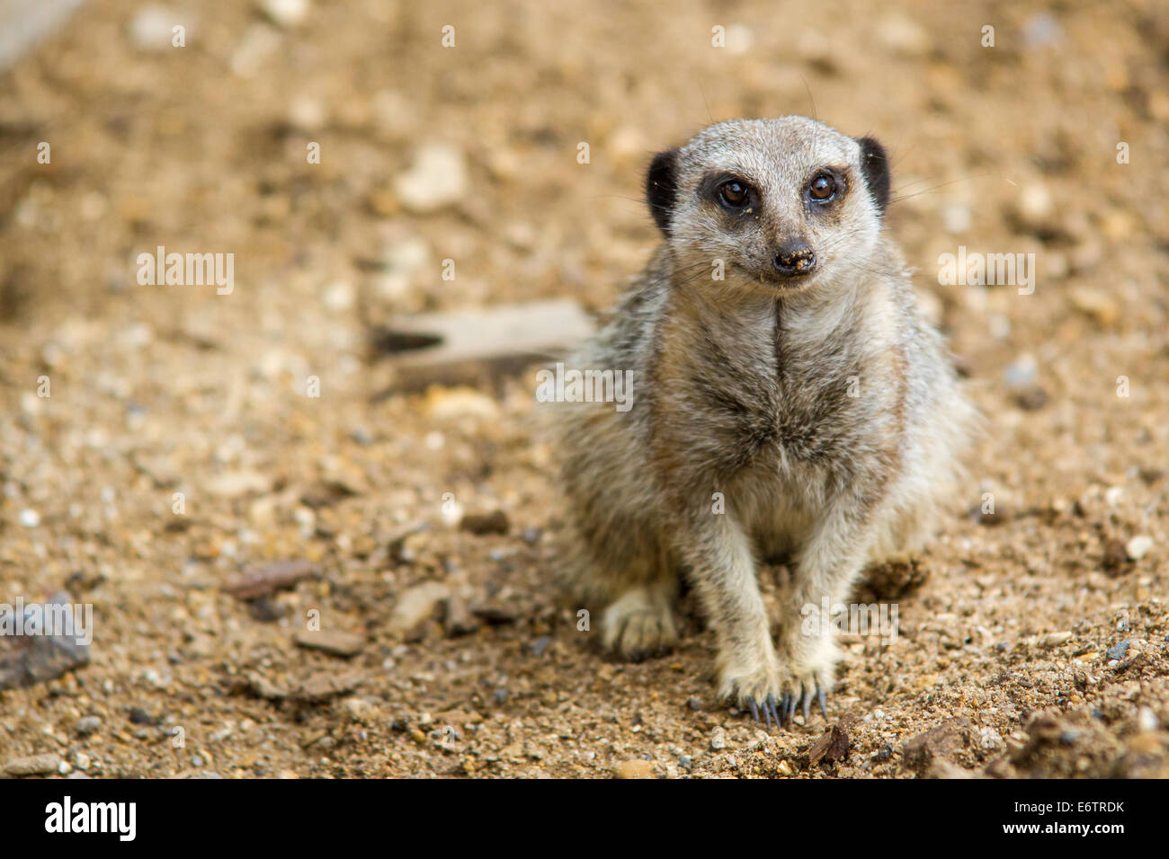 Cute hi-res stock photography and images - Alamy
