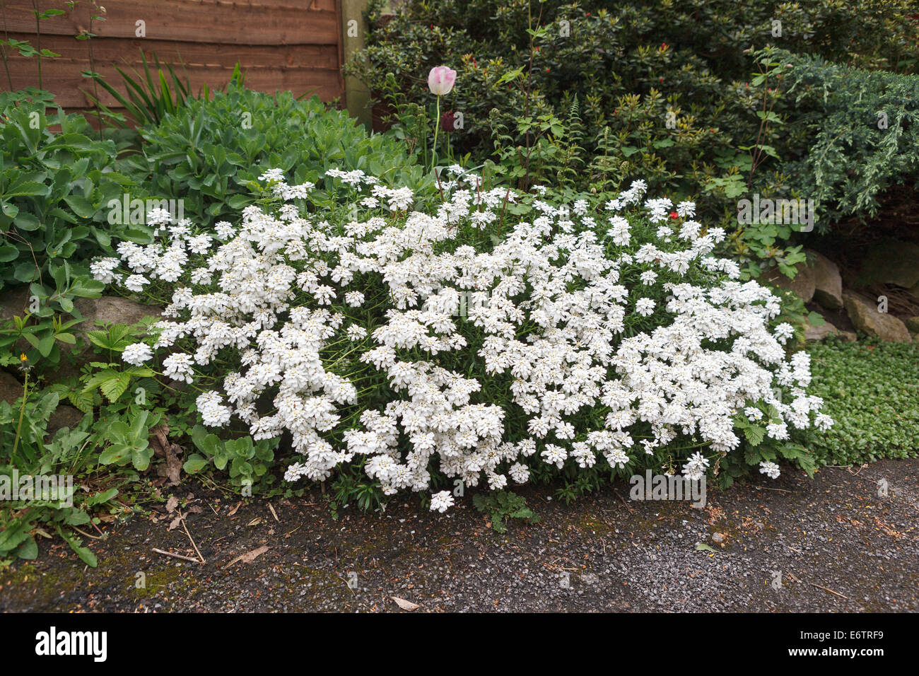 Iberis Sempervirens Purity