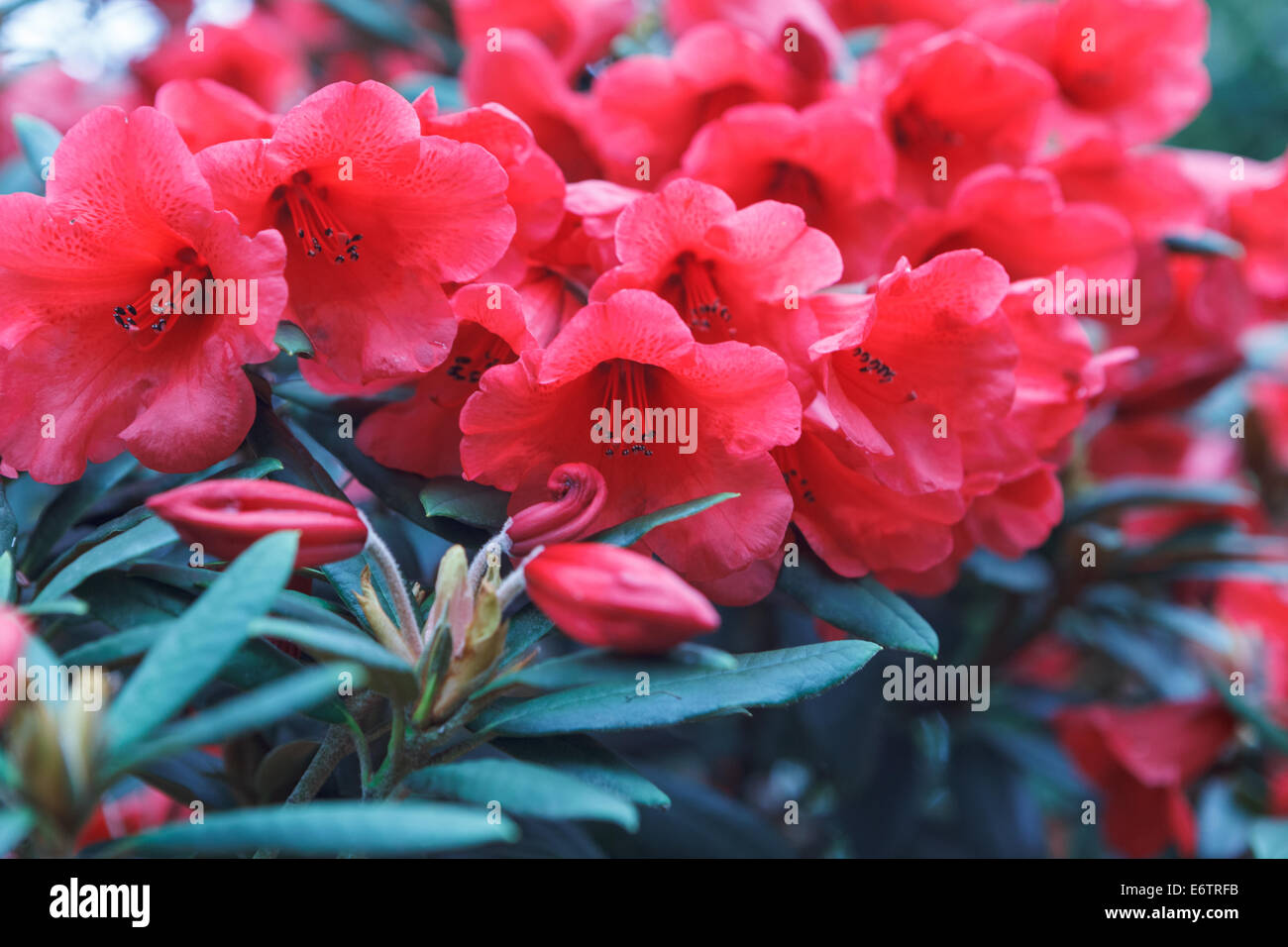 Red rhododendron flowers Stock Photo - Alamy