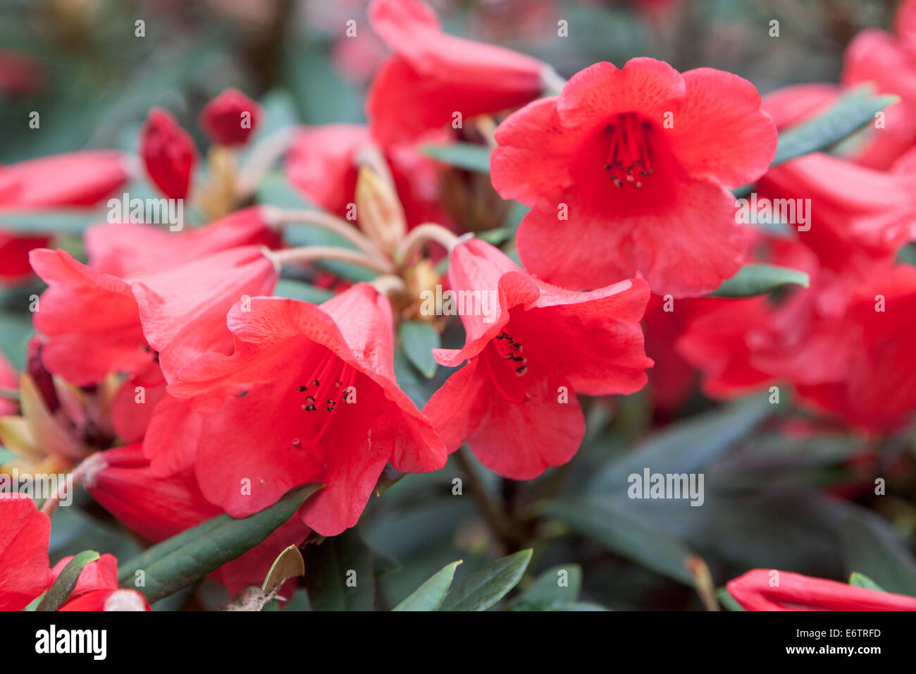 Red rhododendron flowers Stock Photo - Alamy