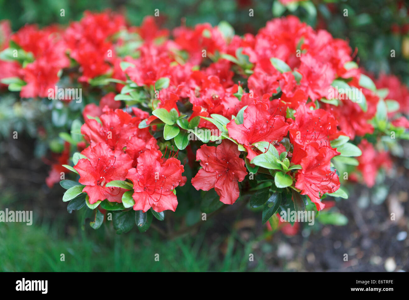 Red rhododendron flowers Stock Photo - Alamy