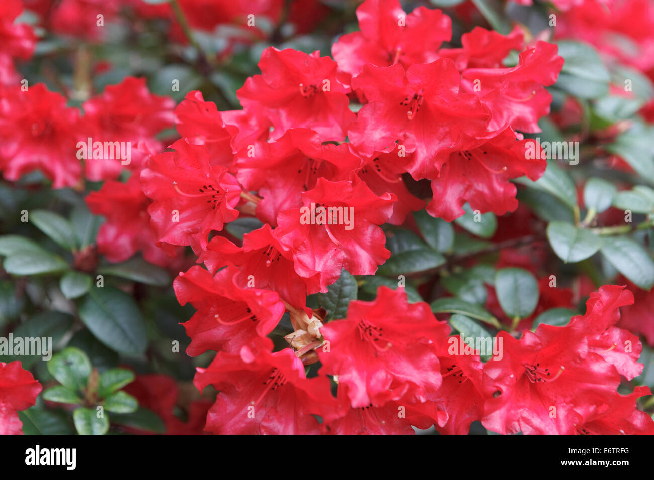 Red rhododendron flowers Stock Photo - Alamy
