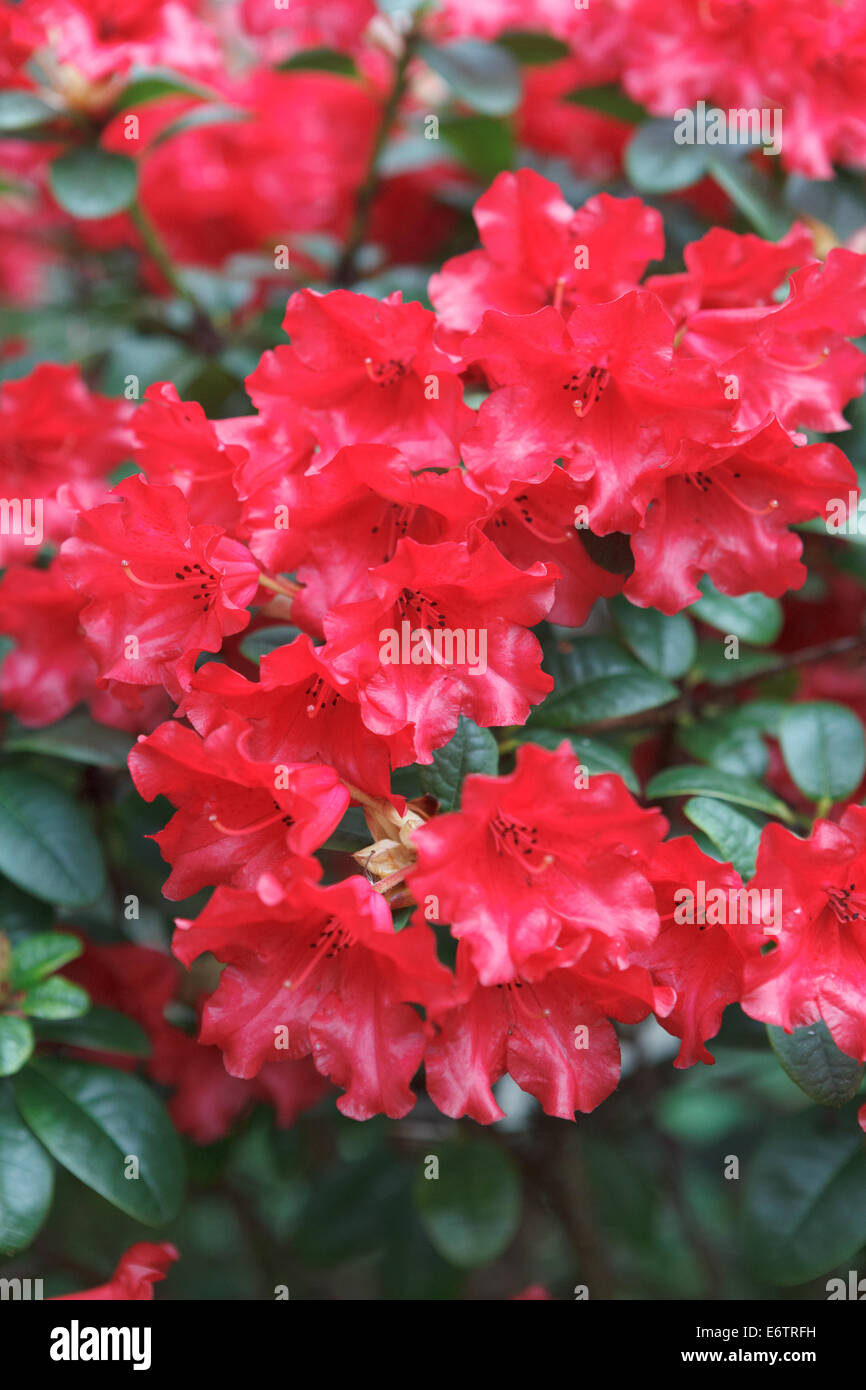 Red rhododendron flowers Stock Photo - Alamy