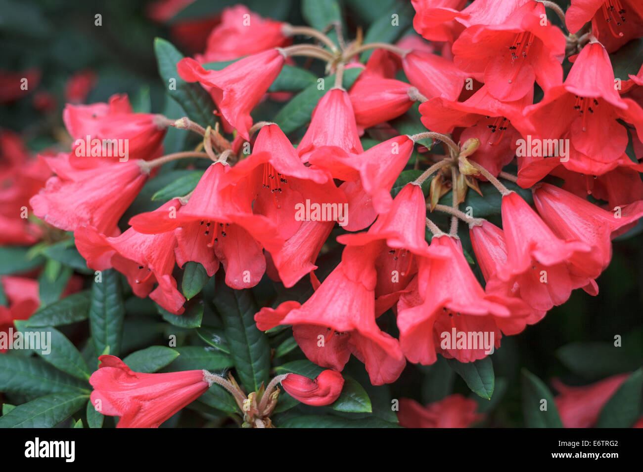 Red azalea flowers Stock Photo - Alamy