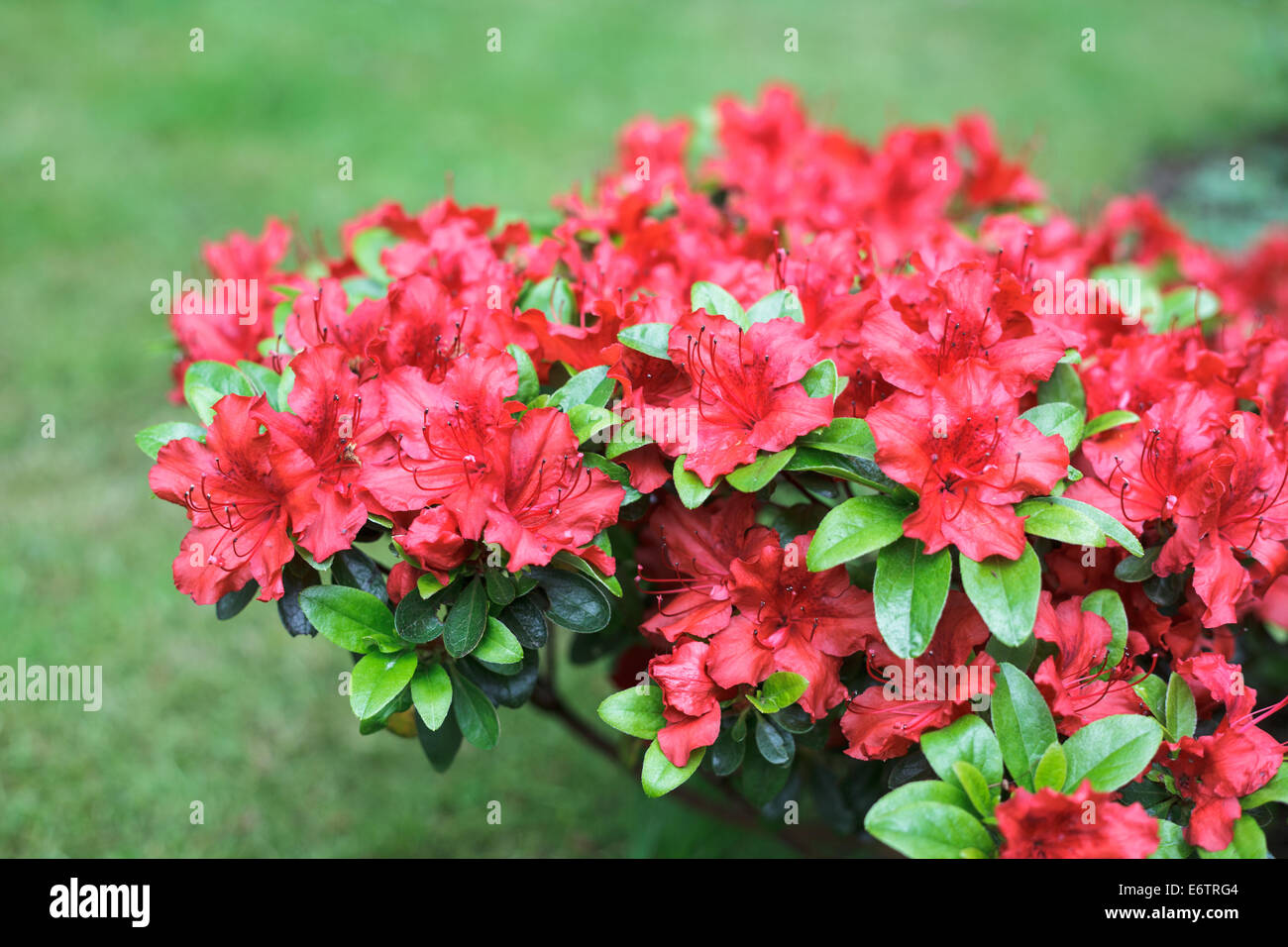 Red azalea flowers Stock Photo - Alamy