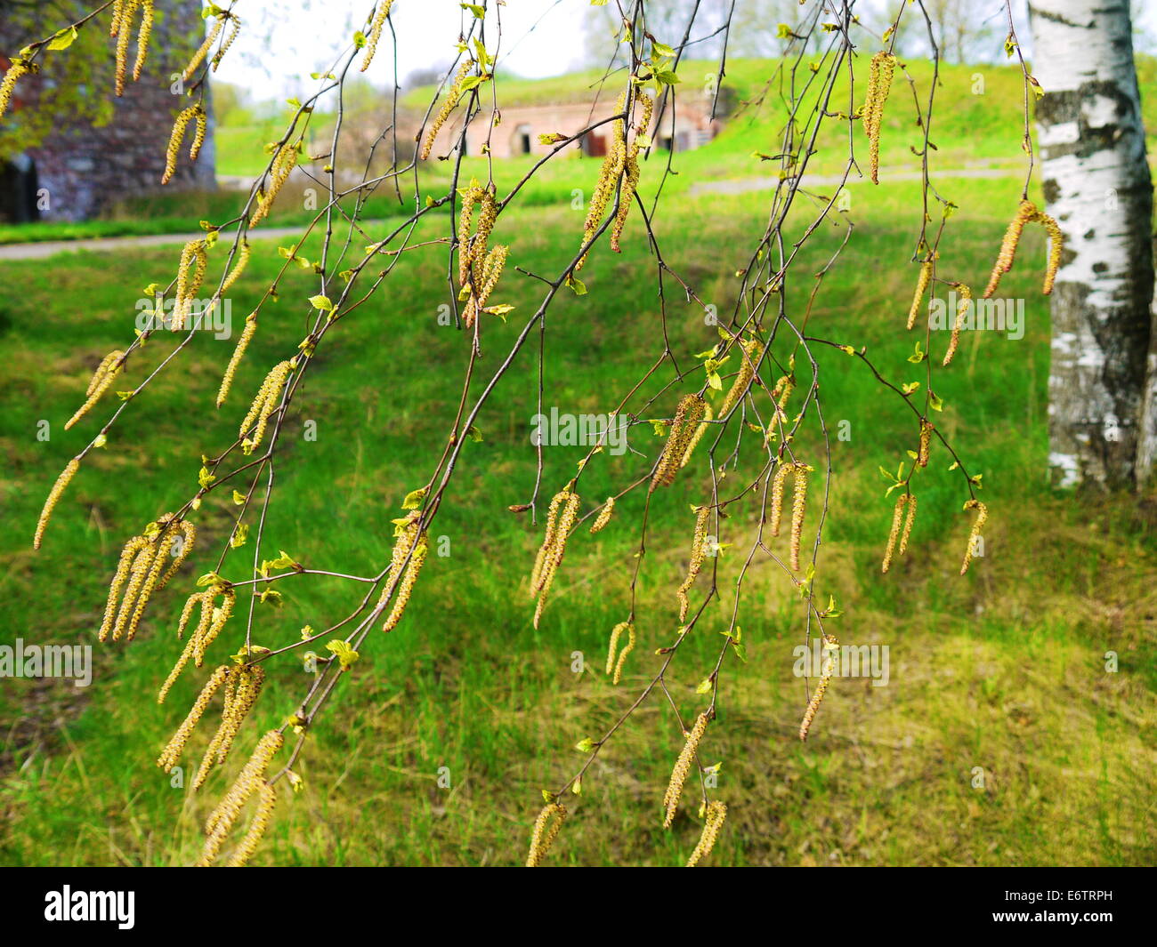 birch seeds in spring in Soviet military base Stock Photo - Alamy