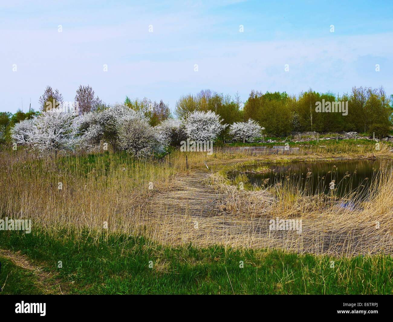 European cherry tree in the Soviet military base Stock Photo - Alamy
