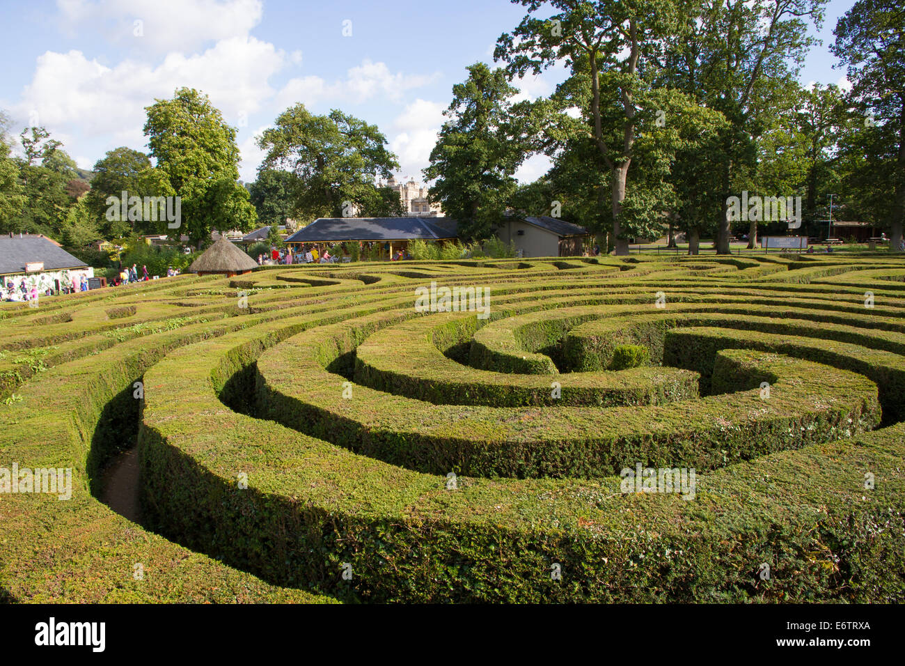 Hedge maze at Longleat Safari Park Stock Photo - Alamy