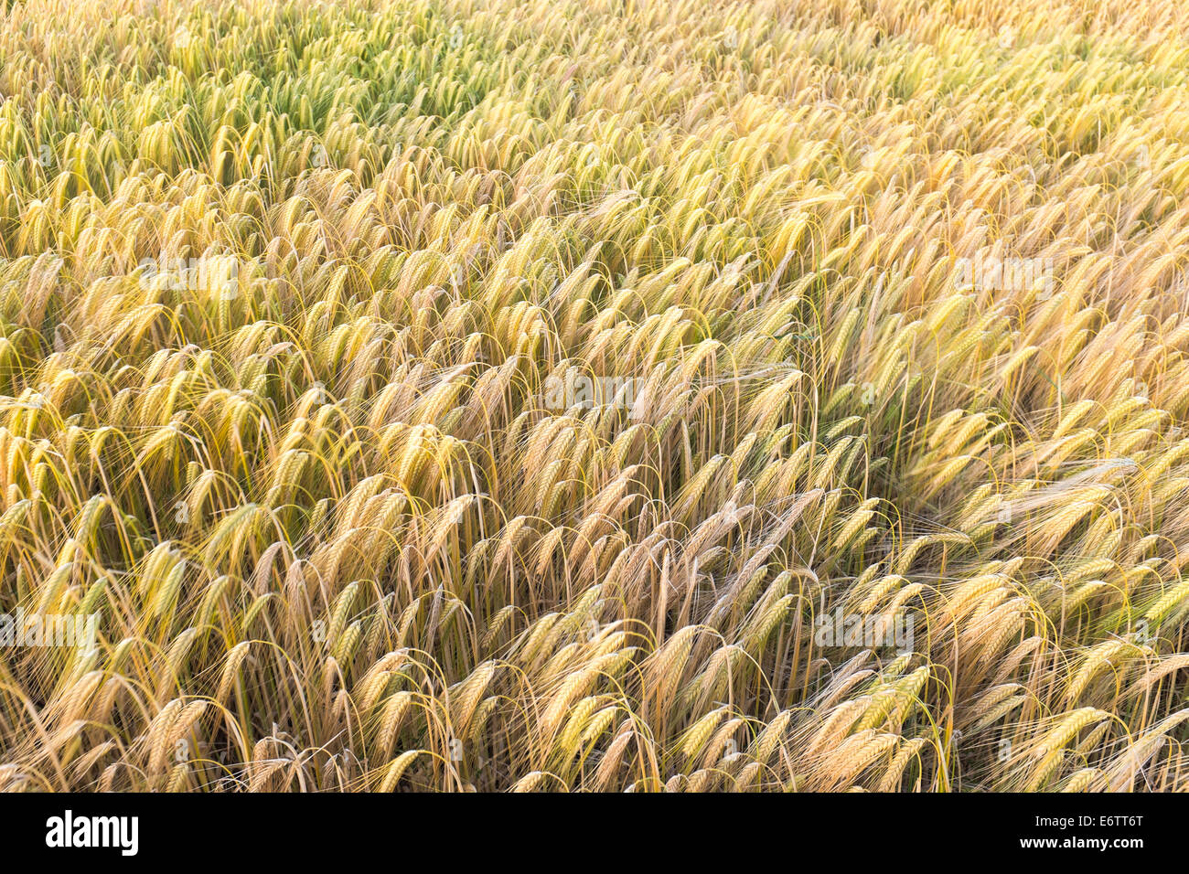 Rye secale cereale field hi-res stock photography and images - Alamy