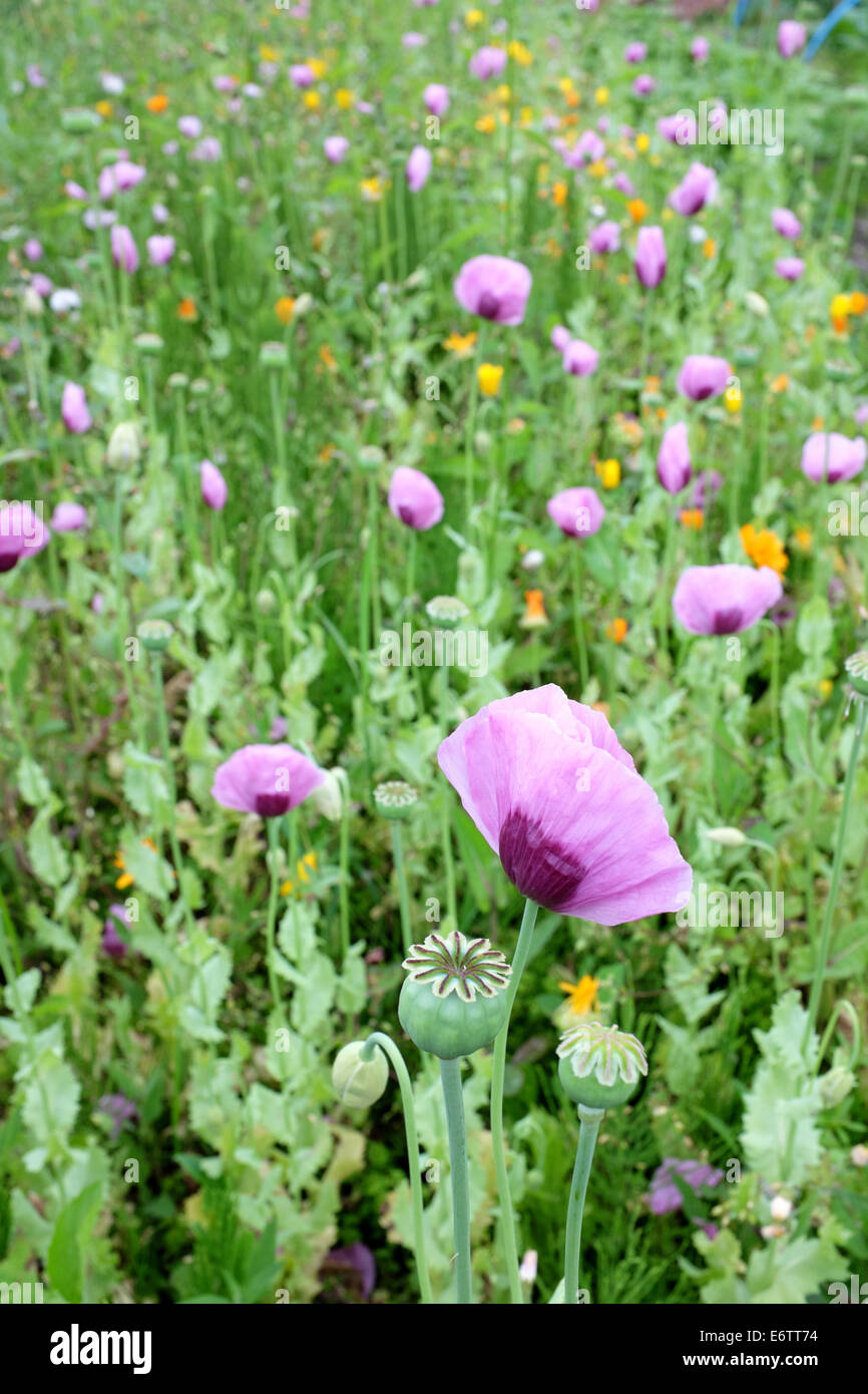 Purple poppies hi-res stock photography and images - Alamy