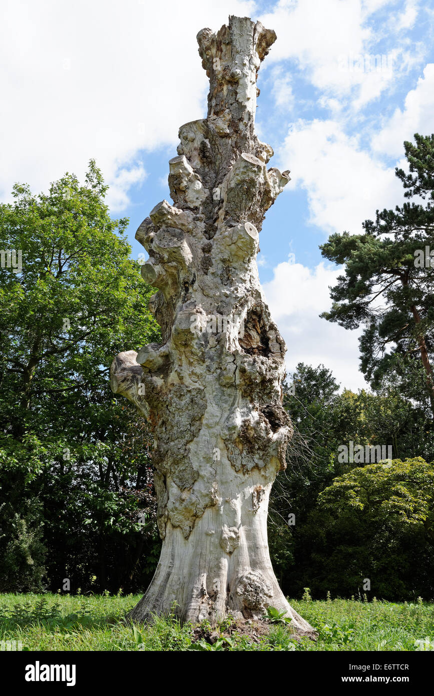 An old oak tree stump in a park Stock Photo - Alamy