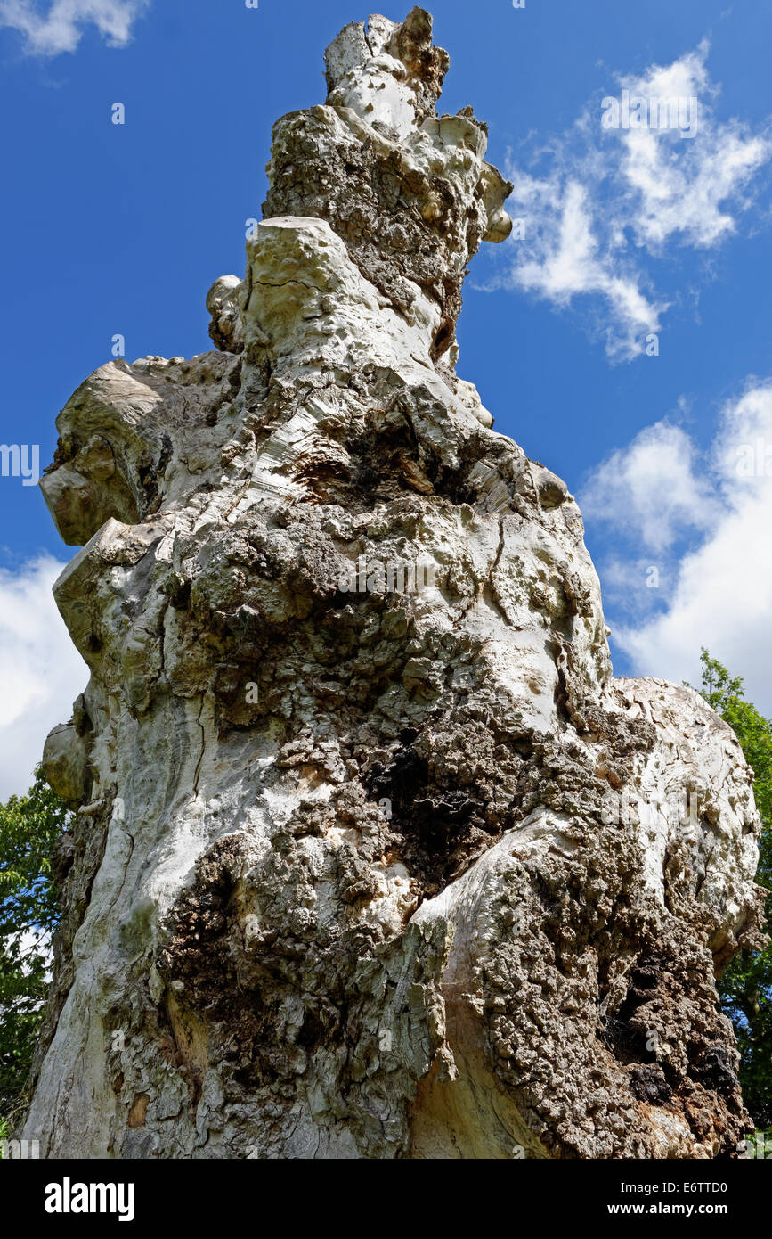 An old oak tree stump in a park Stock Photo - Alamy