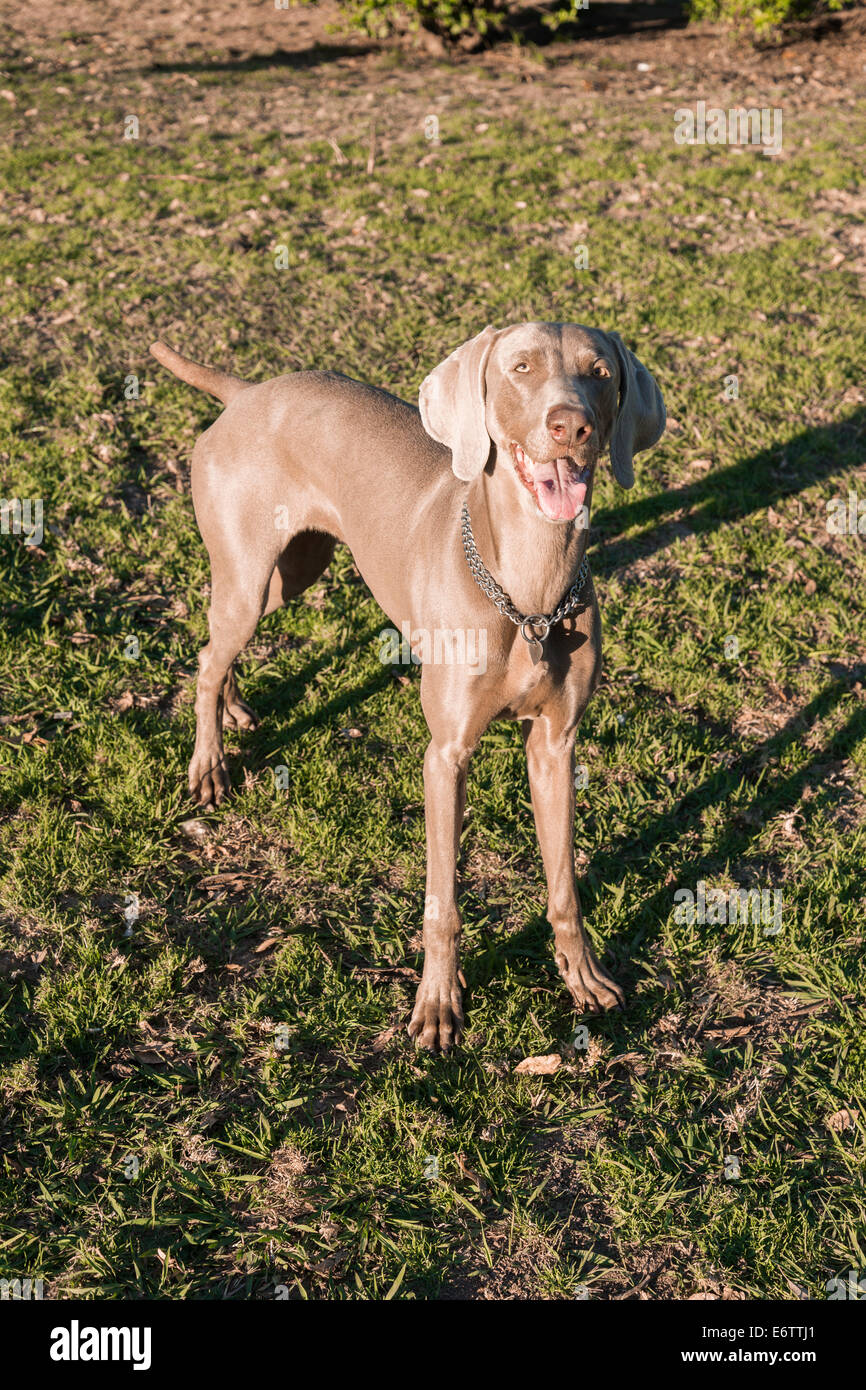 Standing Dog Front View