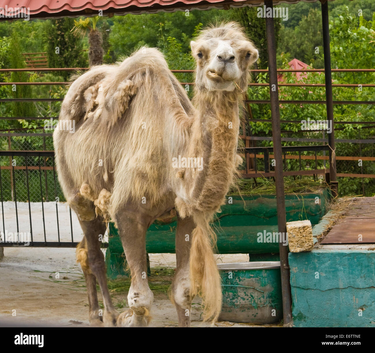 Two-humped camal standing Stock Photo - Alamy