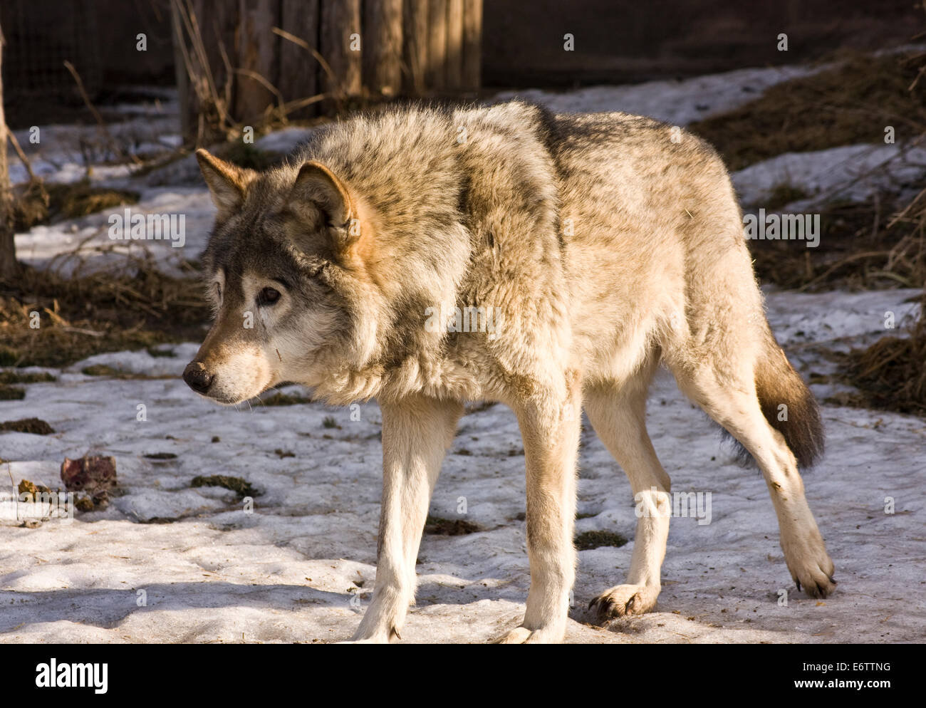 Wolf walking on snow hi-res stock photography and images - Alamy
