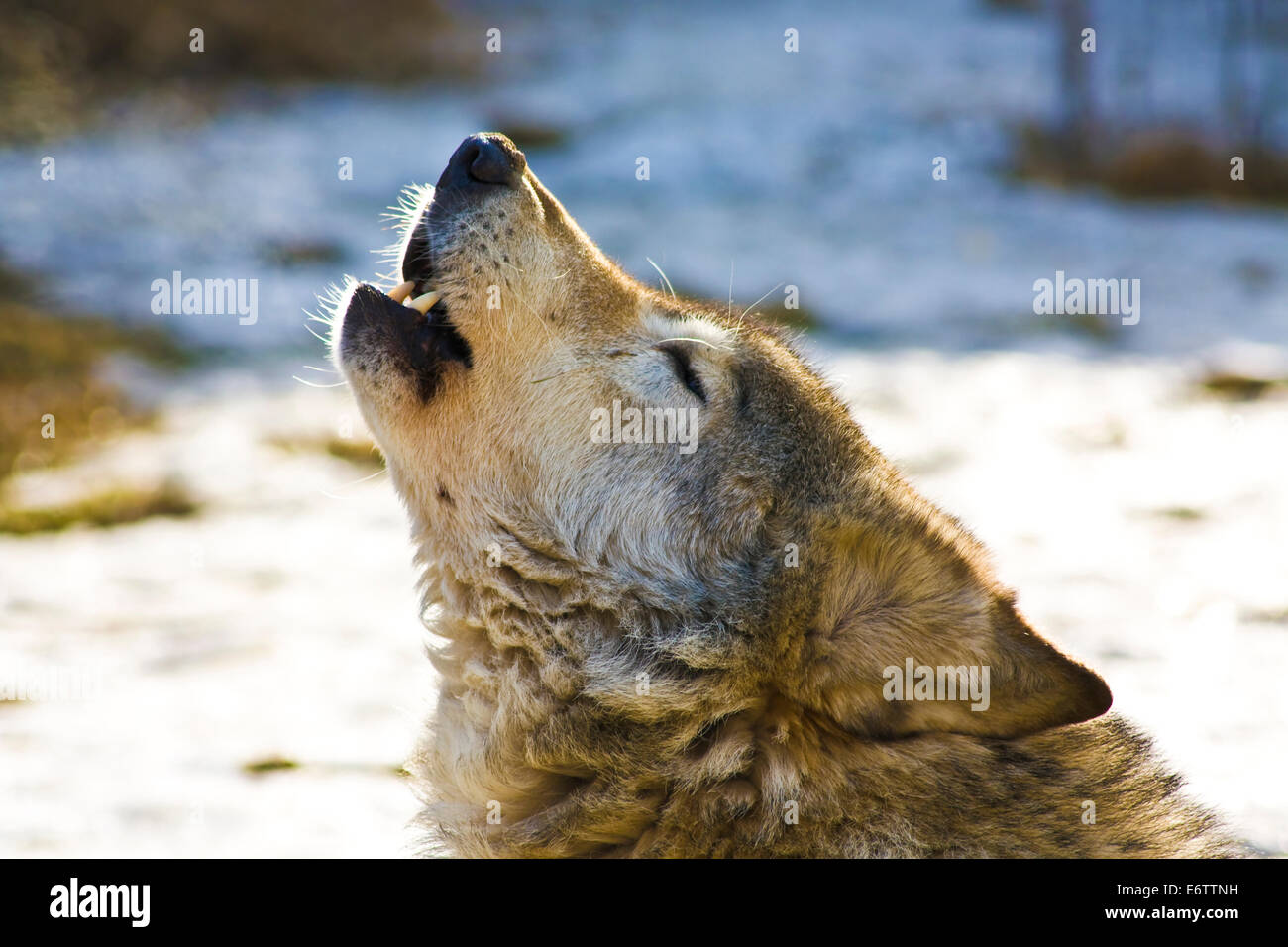 Head of wolf on snow Stock Photo - Alamy