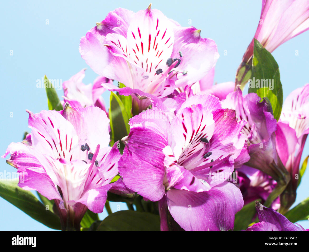 Alstroemeria blue hi-res stock photography and images - Alamy