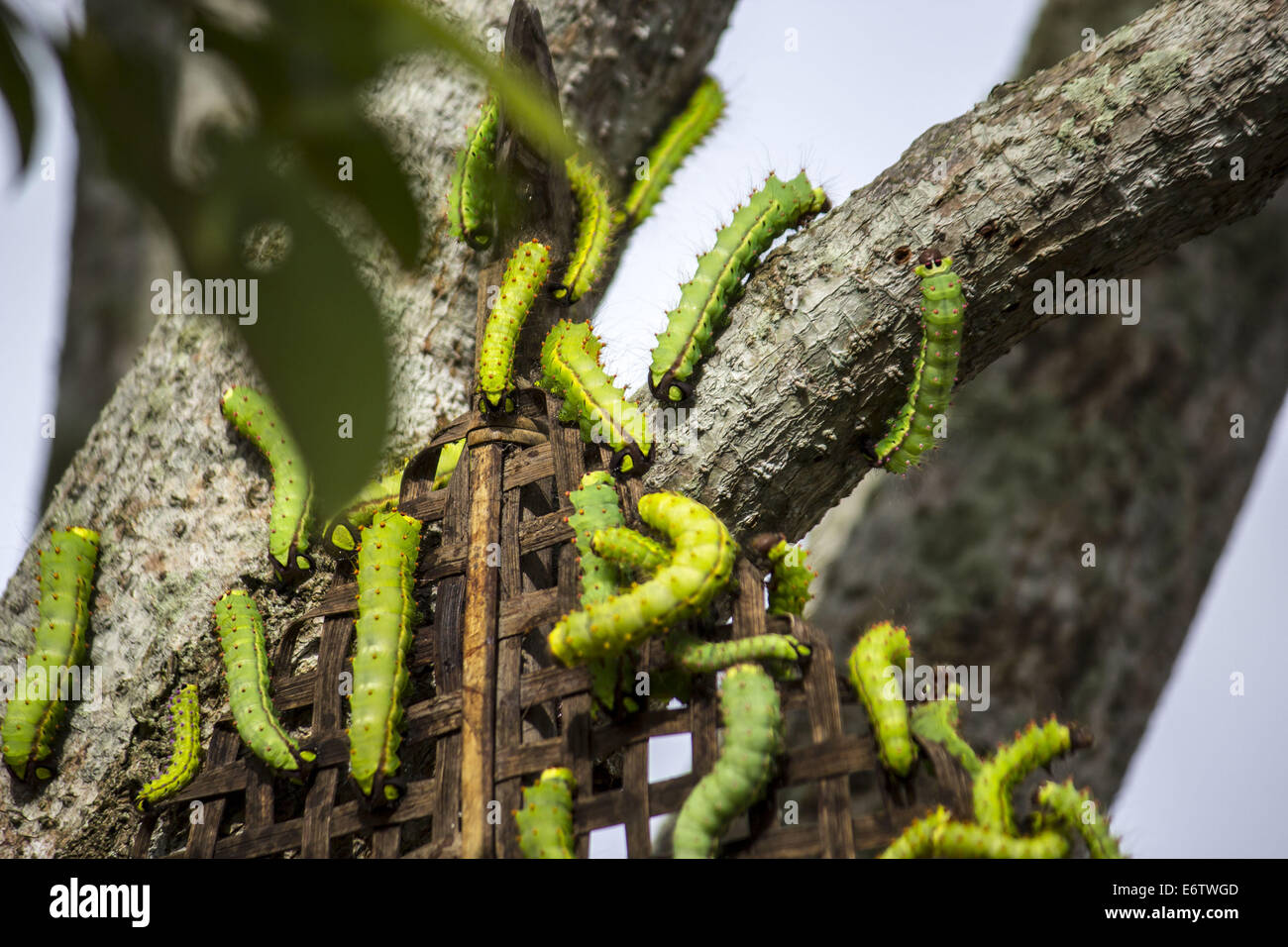 Muga silkworm hi-res stock photography and images - Alamy