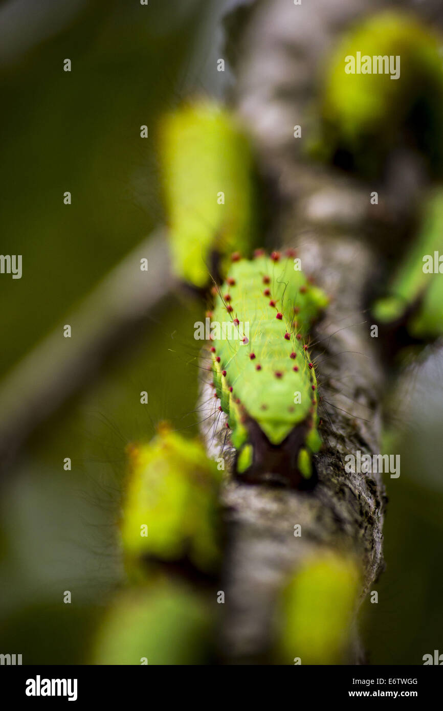 Muga Silkworm High Resolution Stock Photography and Images - Alamy