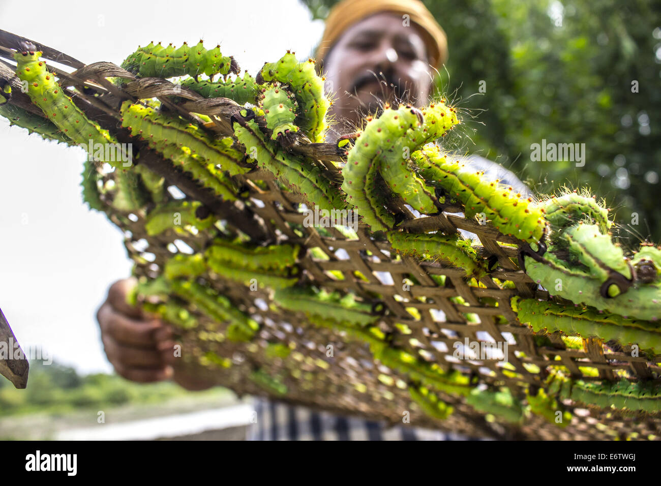 A farmer prepares his Muga Silkworms to be released on a Som tree ...
