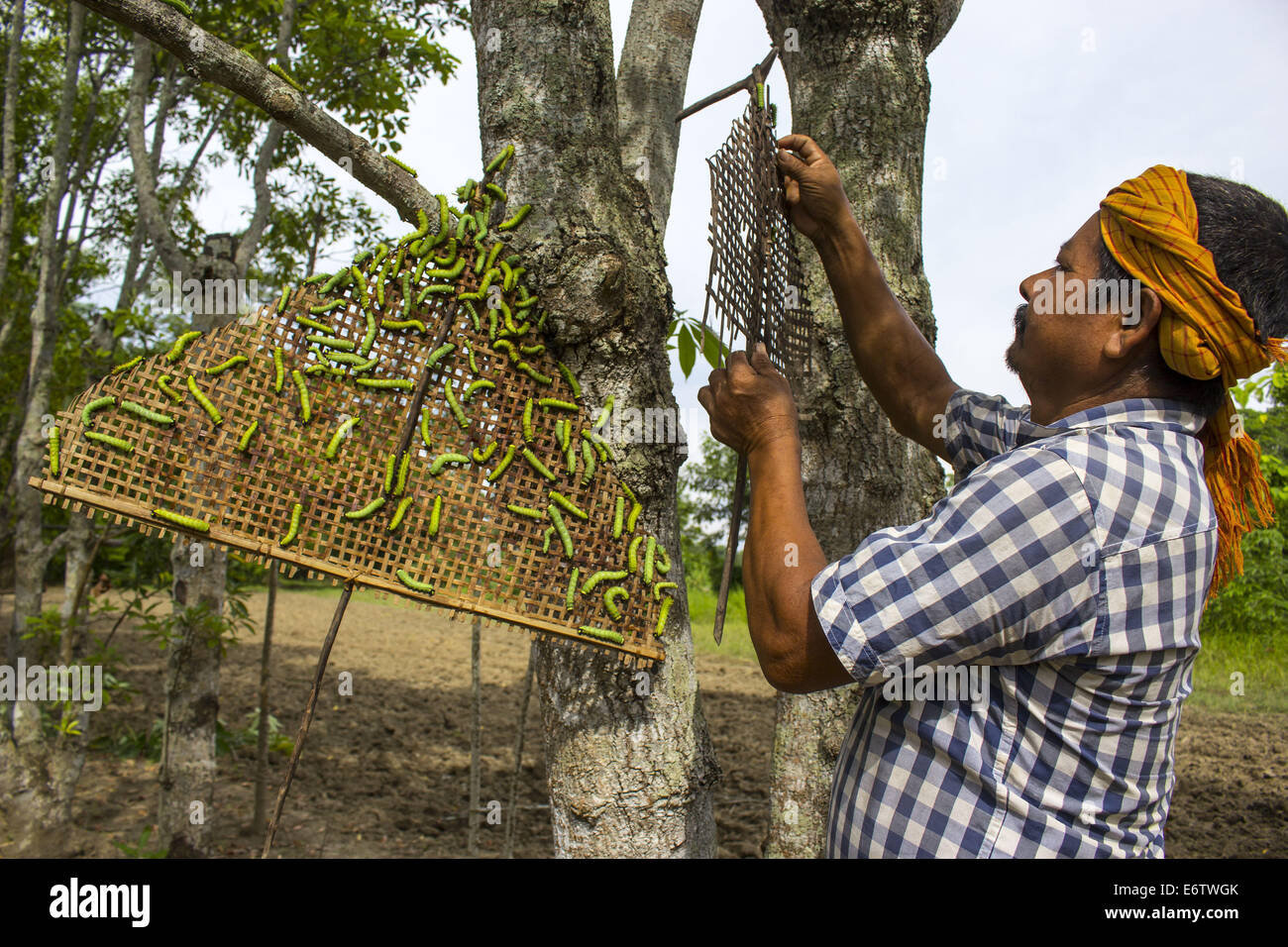 A farmer prepares his Muga Silkworms to be released on a Som tree ...