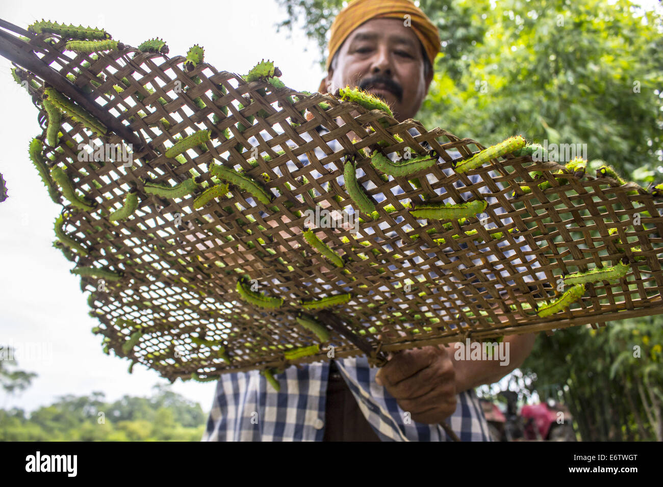 A farmer prepares his Muga Silkworms to be released on a Som tree ...