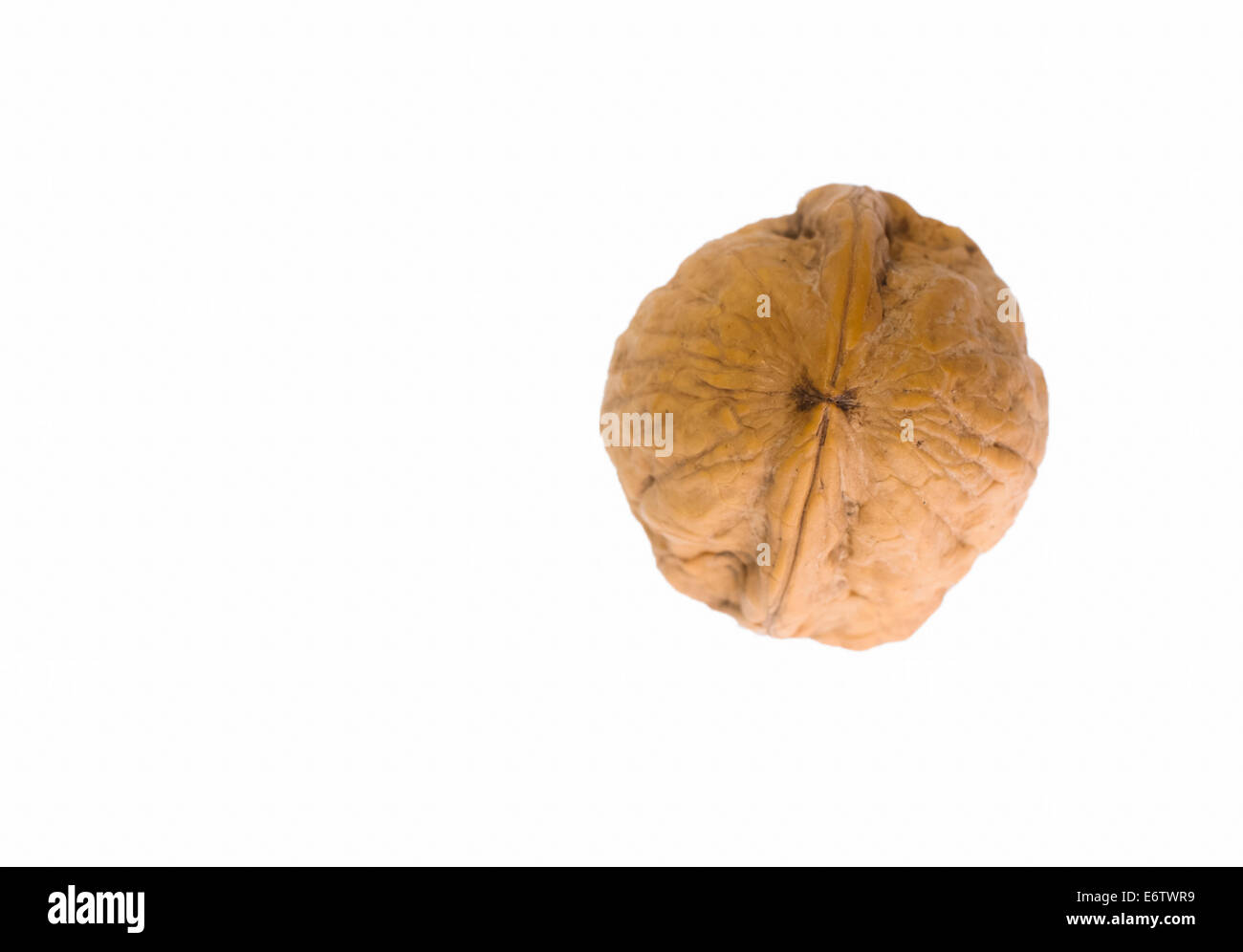 walnut close up isolated on a white background Stock Photo - Alamy