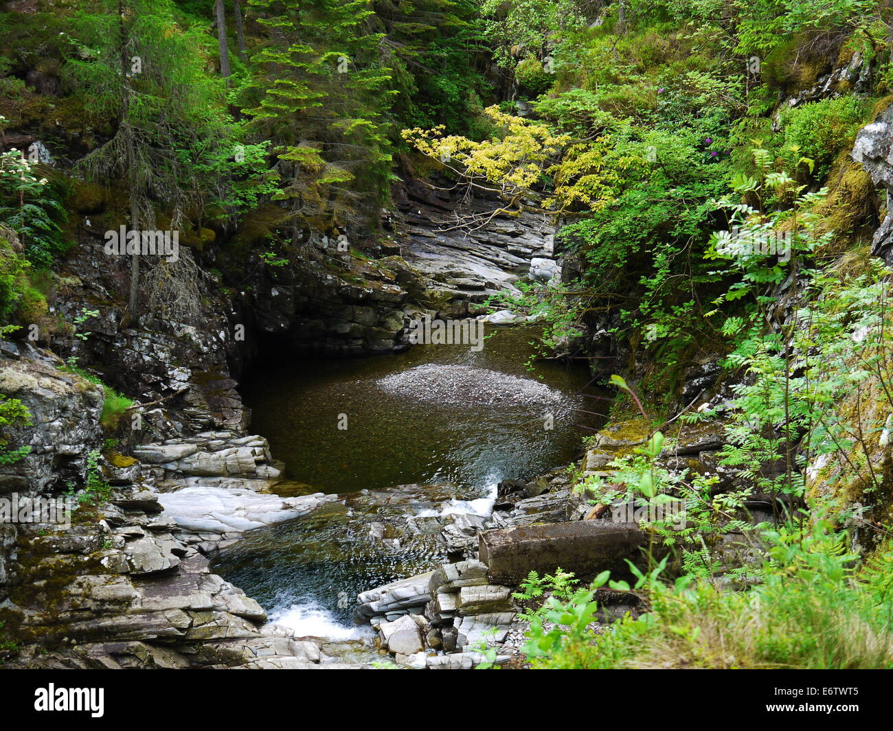 Deep forest composition nature hi-res stock photography and images - Alamy