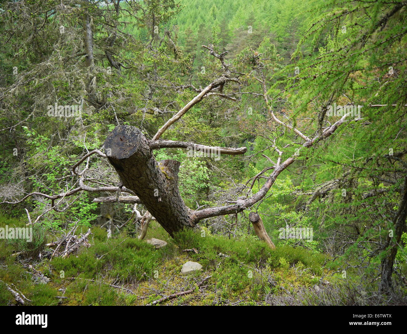 Green wild forest. Trees with green leaves Stock Photo - Alamy