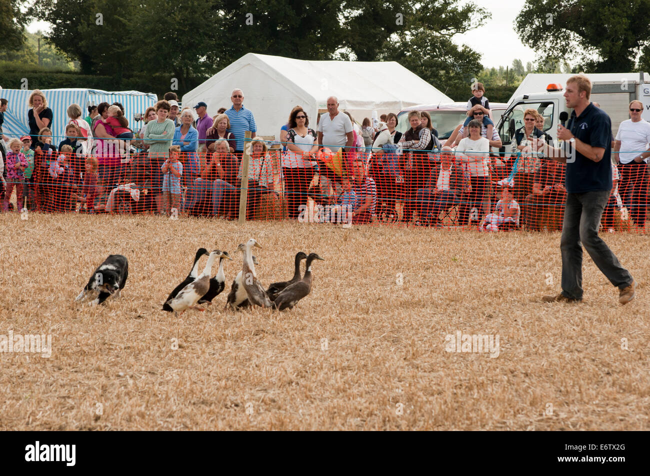 dog and duck show display herding Stock Photo - Alamy